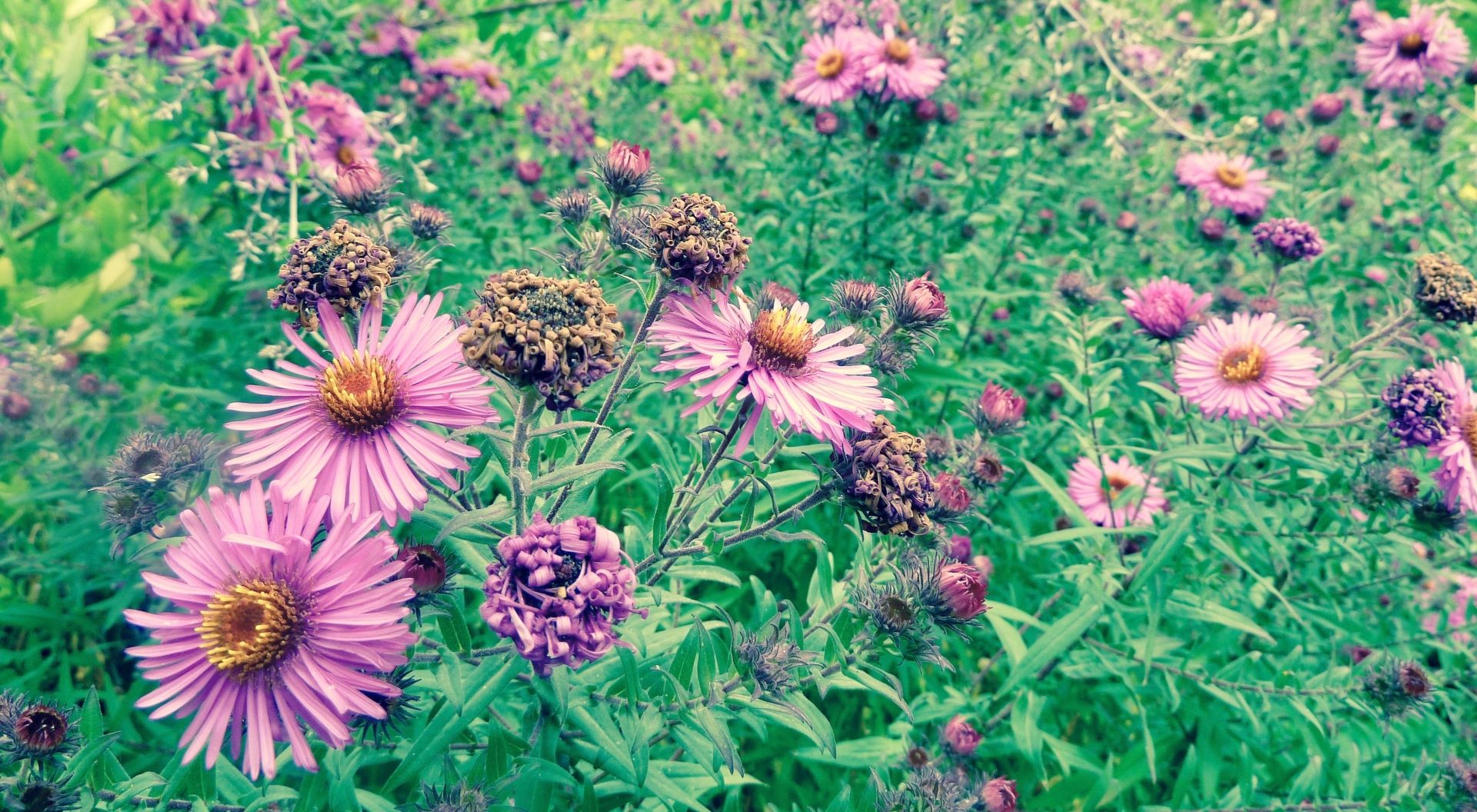 Lili B. - Membre du réseau Twiza